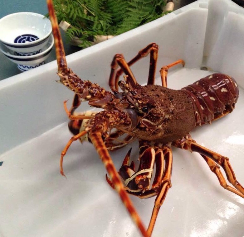 Langosta Gigante Viva Comprar Langosta Fresca Al Mejor Precio